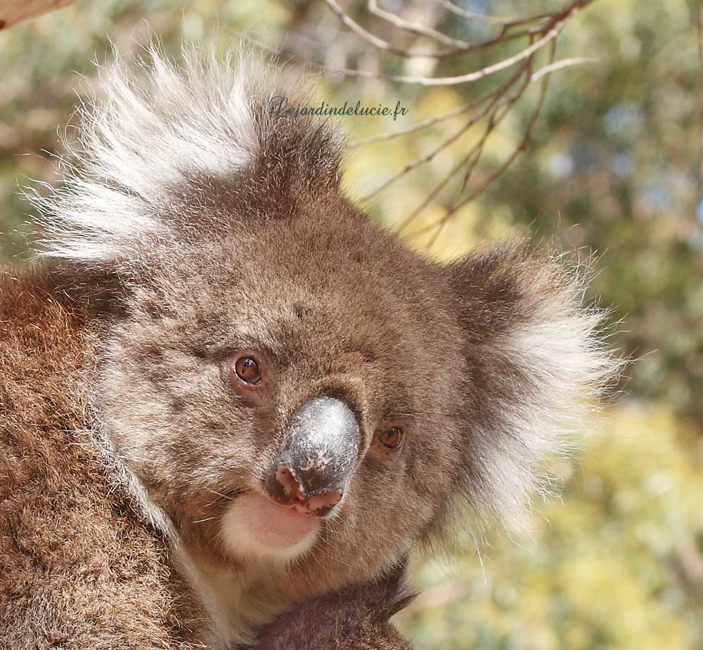 Maman Koala et son petit, suite.