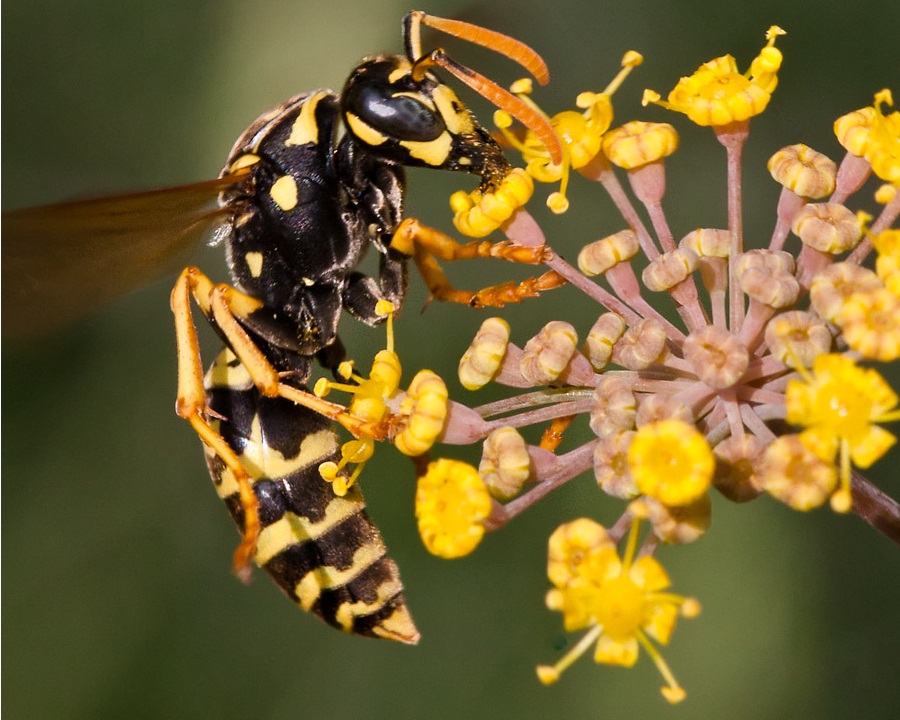 TYPES OF INSECTS : Aerial Yellowjacket
