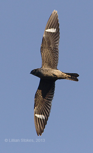 Birding Is Fun!: Epic Common Nighthawk Migration