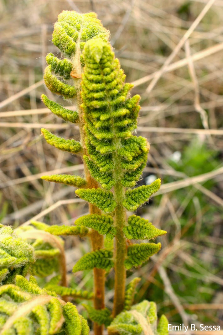No seeds, no fruits, no flowers: no problem.: Splinter Hill Bog: Ferns!