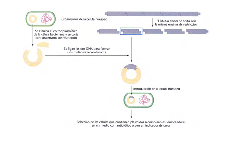 PRINCIPIOS DE LA BIOTECNOLOGIA: TECNOLOGIA DE ADN RECOMBINANTE