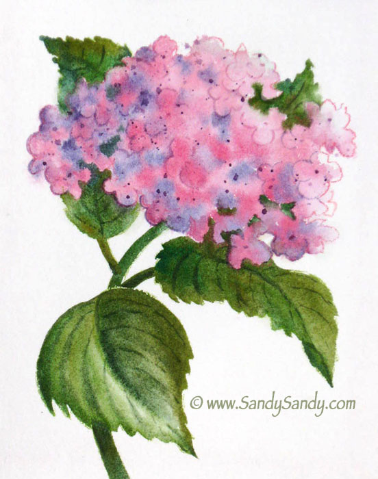 *SANDY SANDY ART*: More Hydrangea Paintings in Watercolor