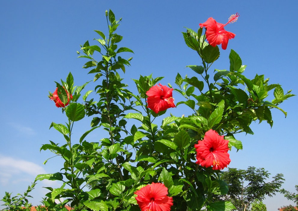 Bunga Sepatu yang Kian Terlupakan Ternyata Dapat Berperan Besar Dalam ...