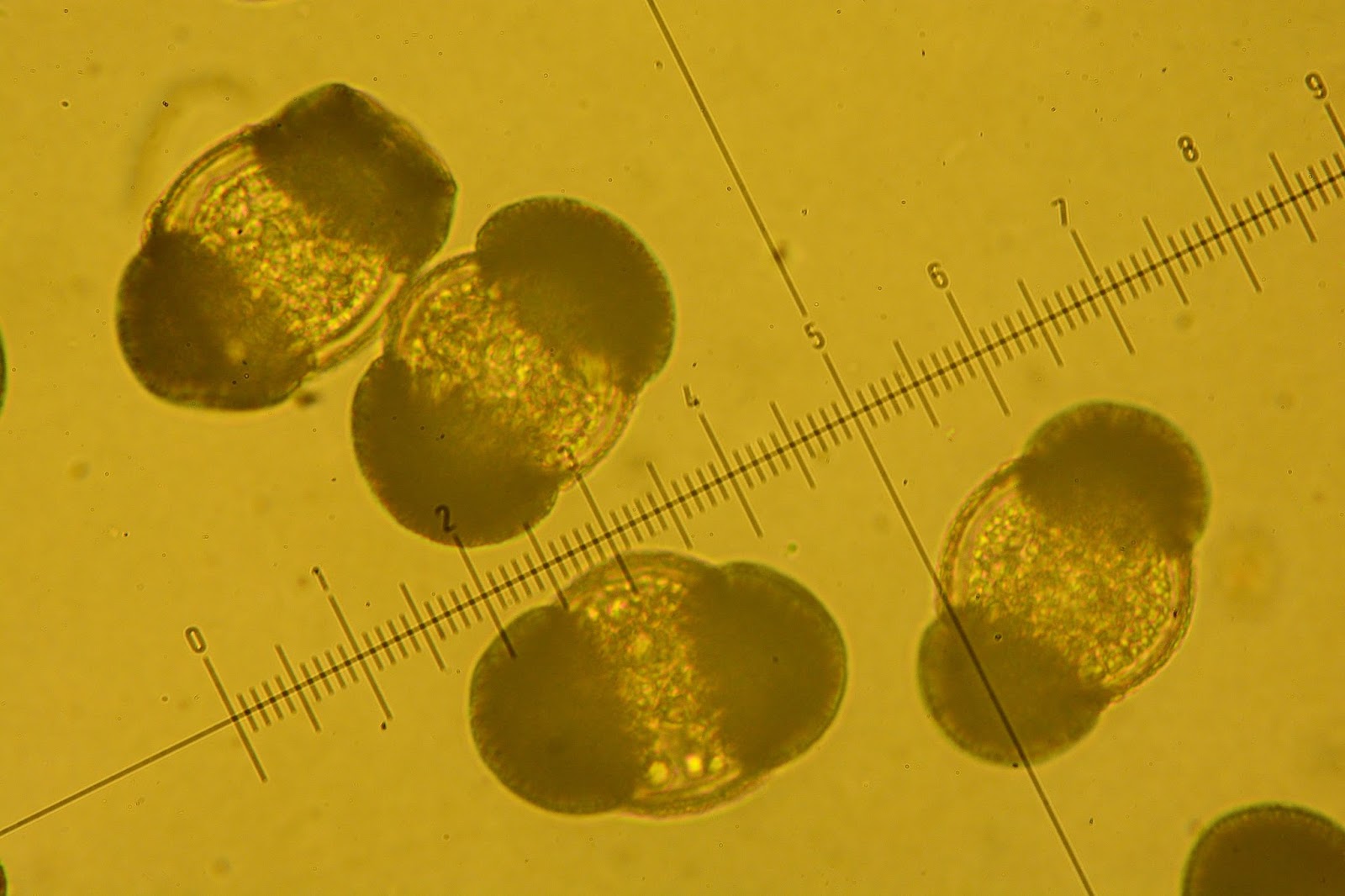 Firwood Cottage, Nethybridge: August 2016