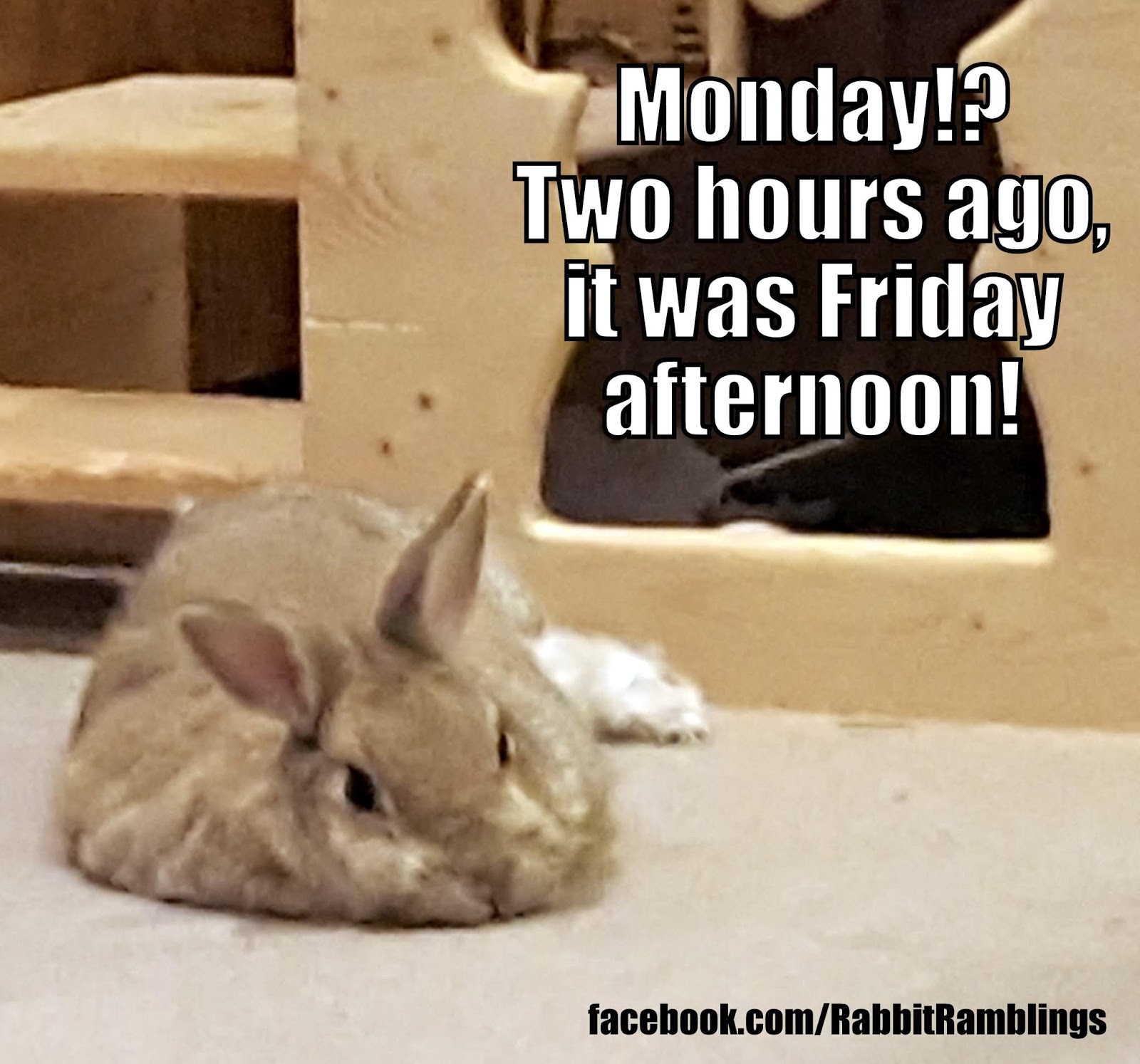 Rabbit Ramblings: Funny Bunny Monday Meme*day