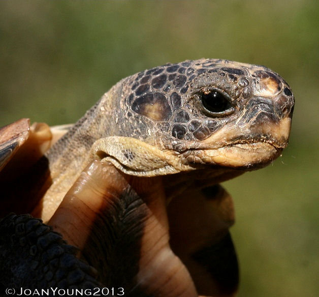 South African Photographs: Angulate Tortoise (Chersina angulata)