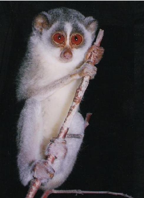 Indian Biodiversity Talks: A quick guide to the monkeys in Kalakkad ...