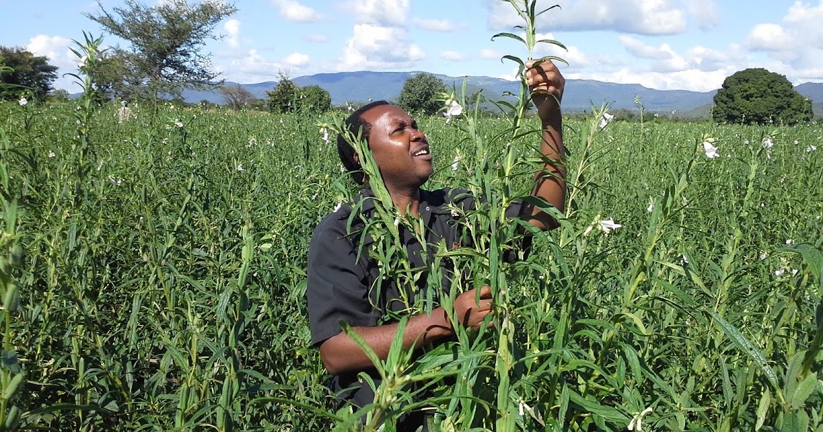 Kilimo Cha Ufuta Na Faida Yake Kwa Mkulima.