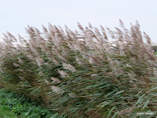 God is in de stilte: Het lied van het riet