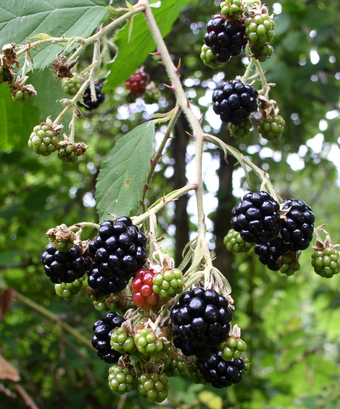 Erdőkóstoló: Vadszedres, erdei szedres gyűjtemény - szederről ...