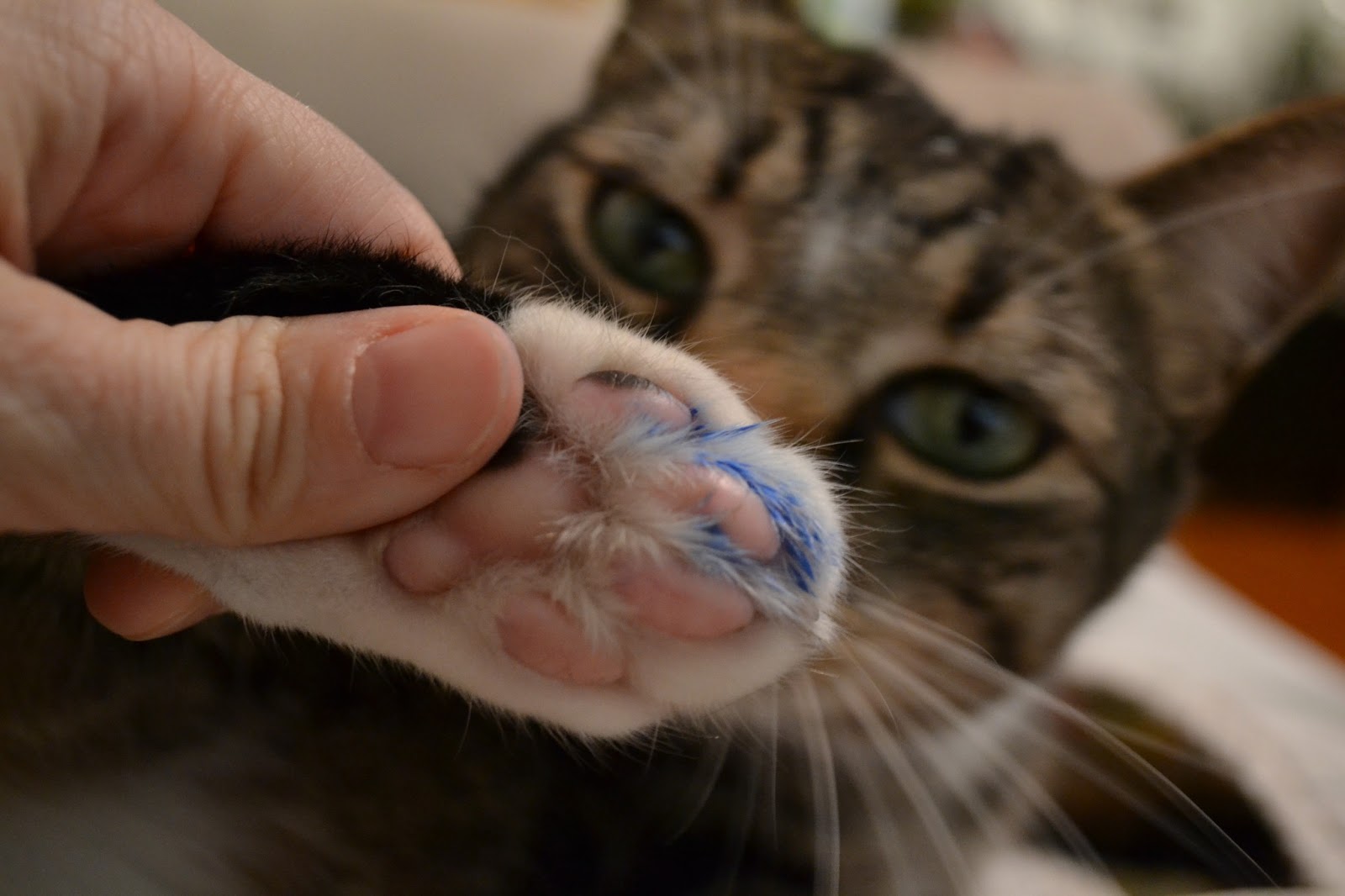 I Am Kilo Bravo: Easy Baby Art