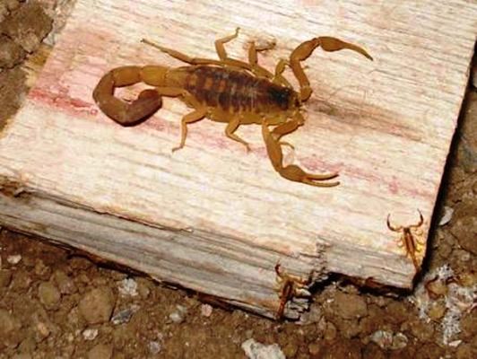 México a través de la mirada de una cubana: Alacranes en México y Cuba