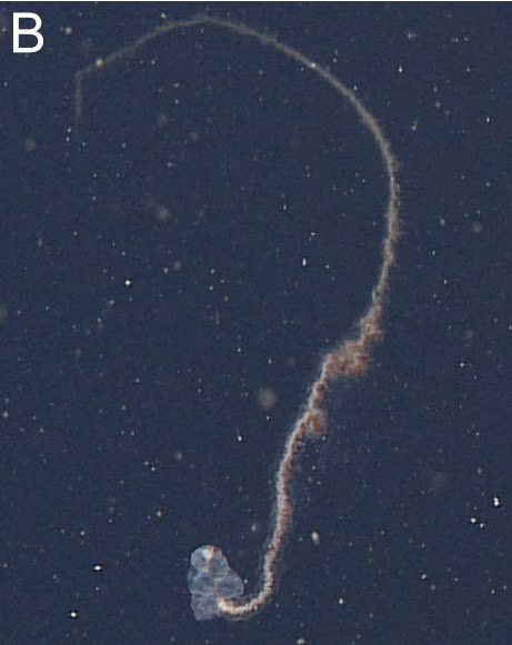 Sciency Thoughts: Two new species of Siphonophore from Monterey Bay ...