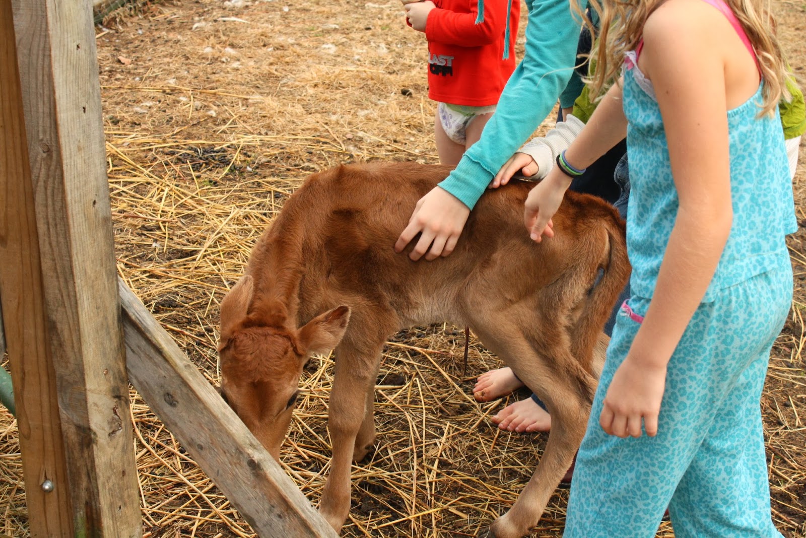 My Barefoot Farm: Annabelle