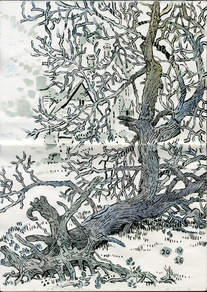 Simon Gane: Fallen tree sketches