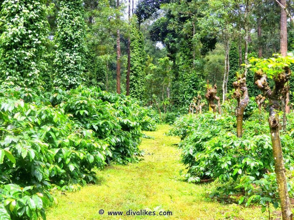The Beauty Of Nature At Coorg | Diva Likes