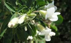 Trabajo de Medio Natural: Flora de La Palma