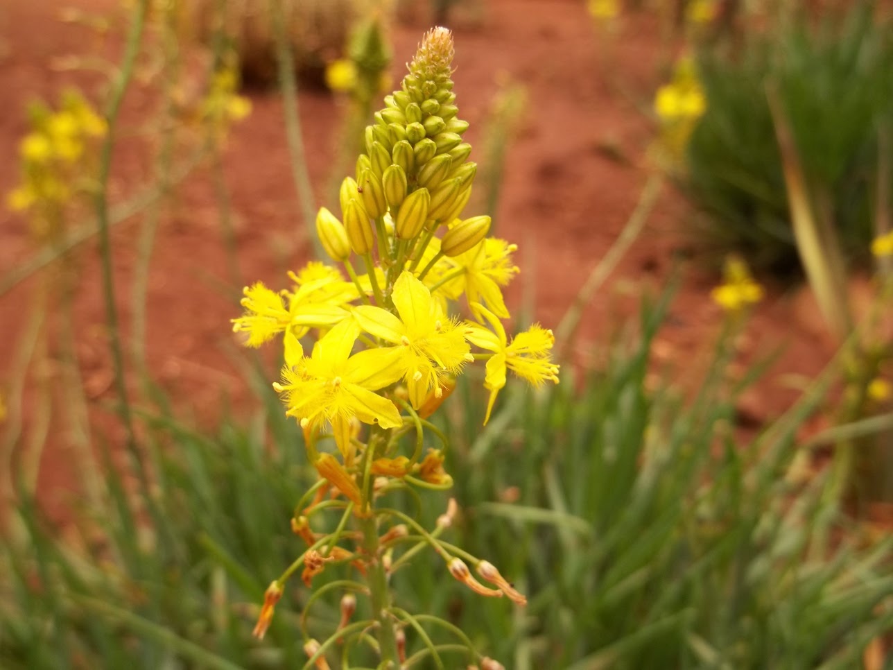 The Succulent and Cactus Lady : Bulbine frutescence