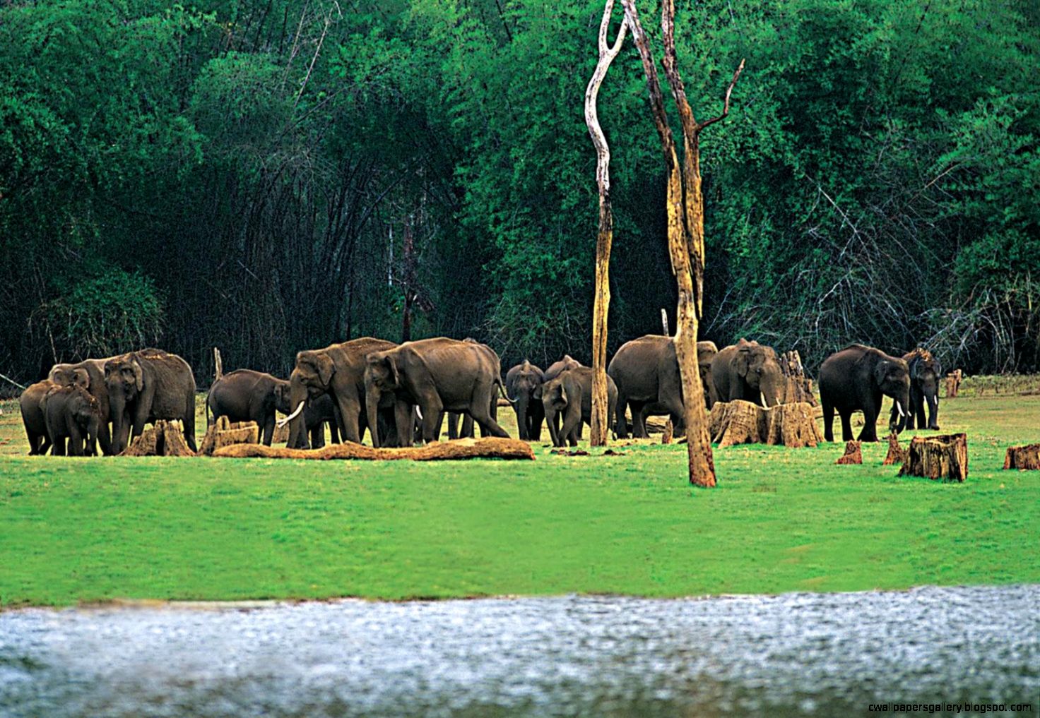 Wildlife Reserves Wallpapers Gallery wildlife-reserves-wallpapers-gallery