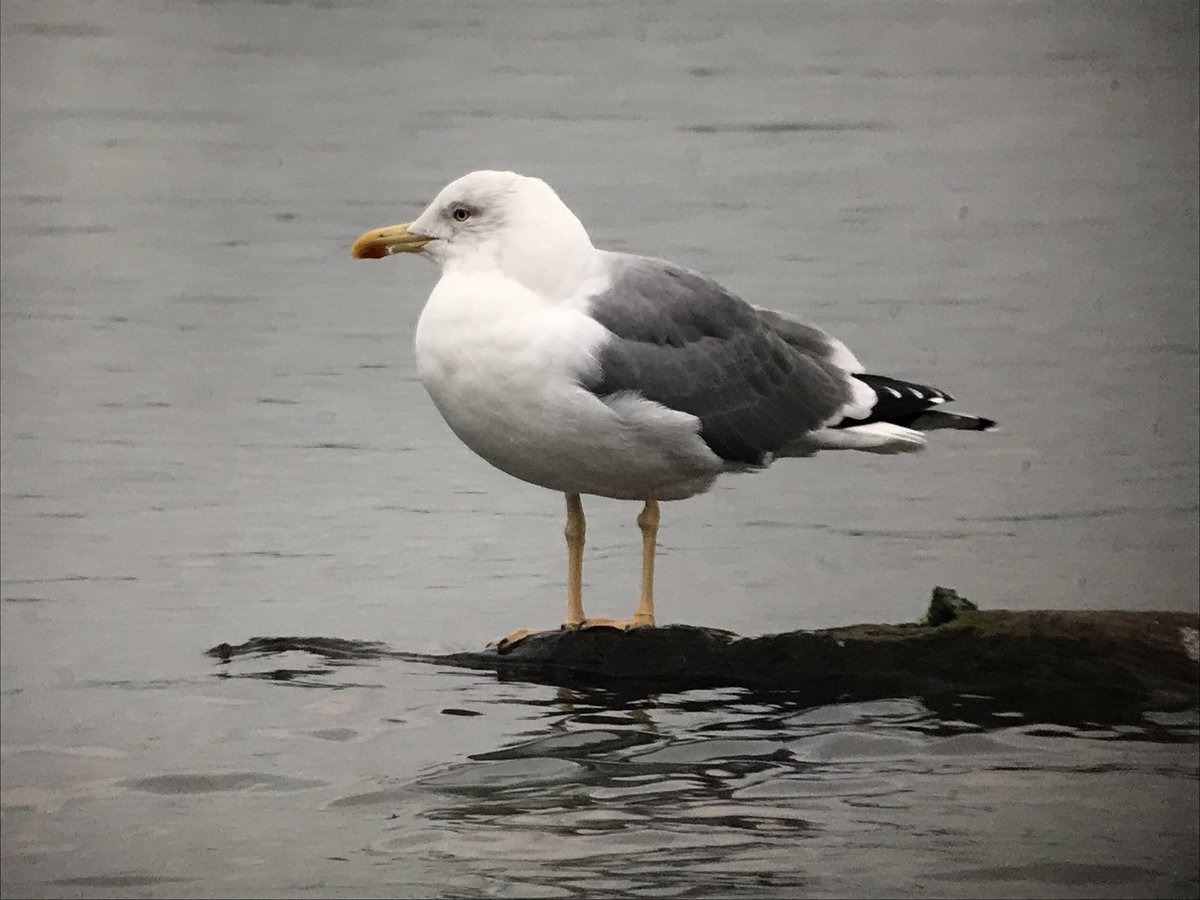 Barnsley Bird Sightings: Wintersett + Gull Roost + Pics 04.01.19