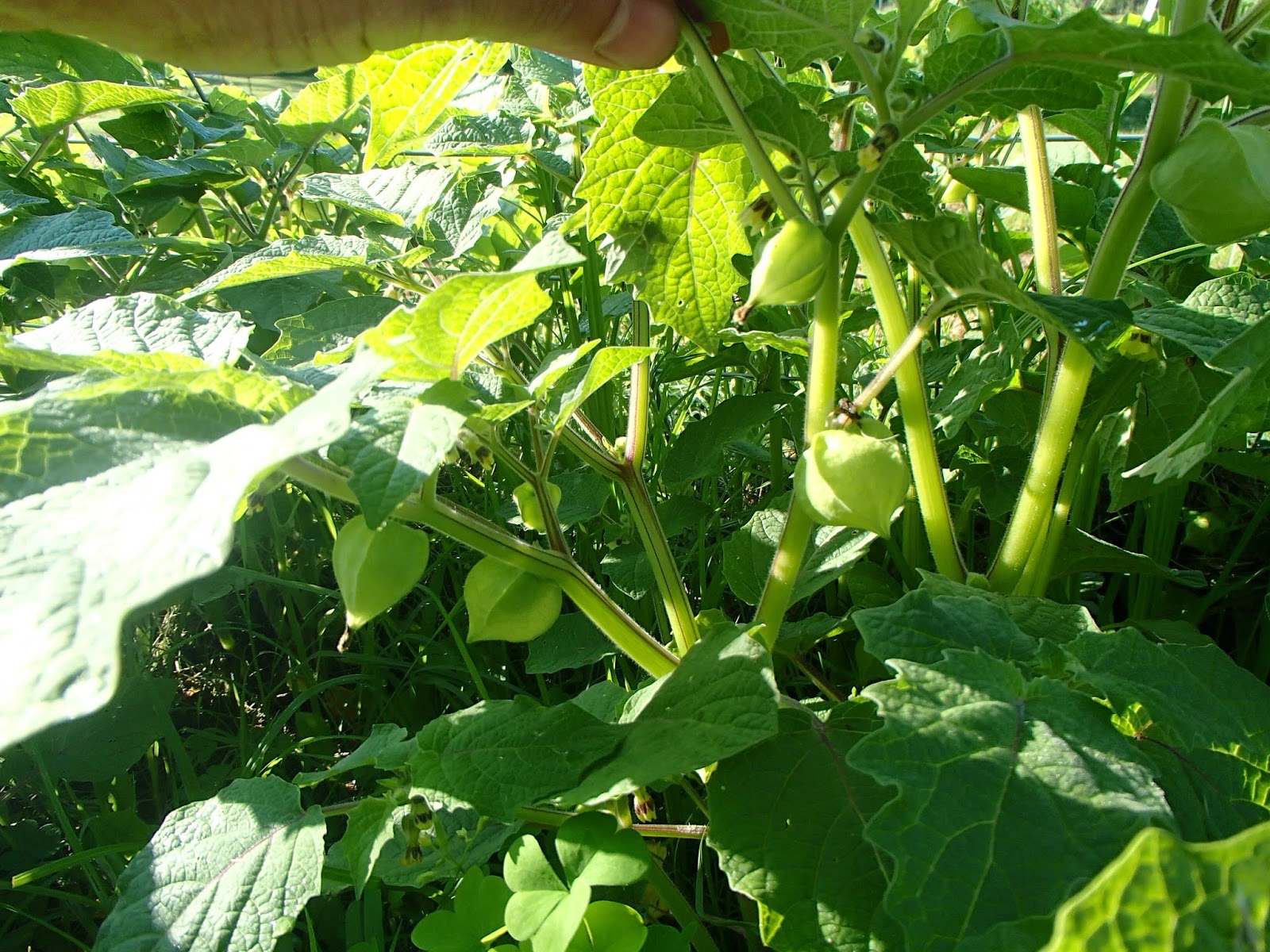 Ridge Berry Farm: Ground Cherry and Wild Pear Preserves