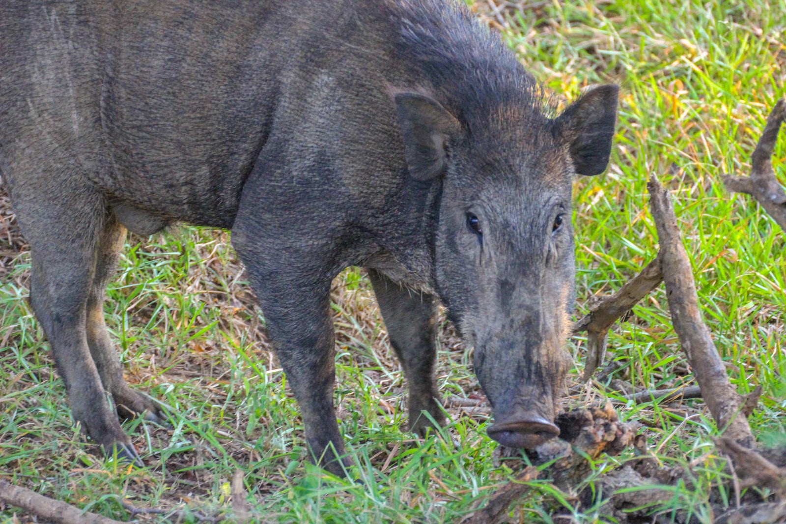 Cannundrums: Indian Boar