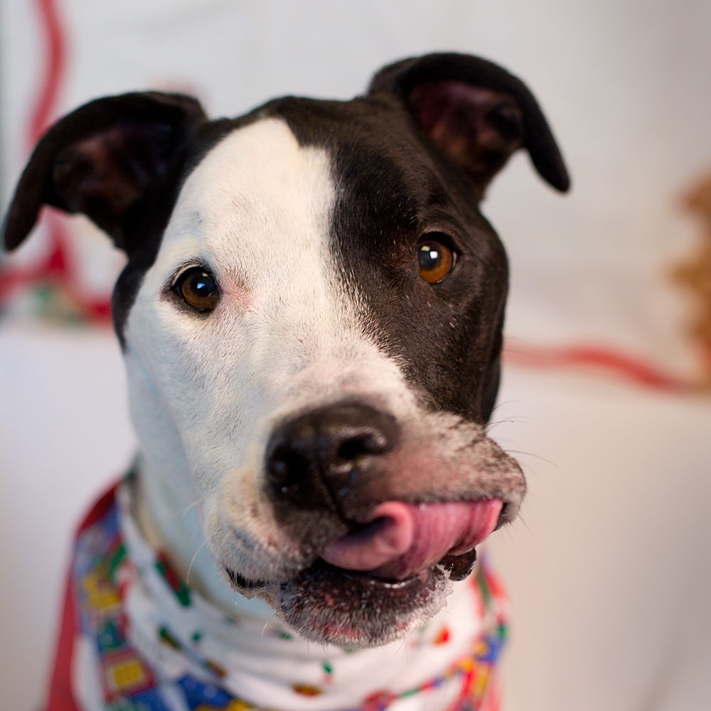 Shelter Dogs of Portland