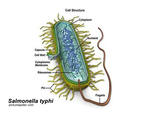 Ongzi's Lifelong Learning: Typhoid Fever