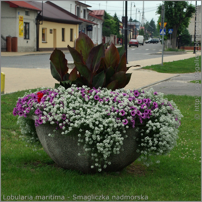 Plant Gallery - Encyklopedia Roślin: Lobularia maritima - Smagliczka ...