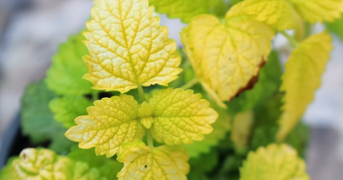 Florez Nursery: Golden Lemon Balm,Melissa officinalis 'All Gold'