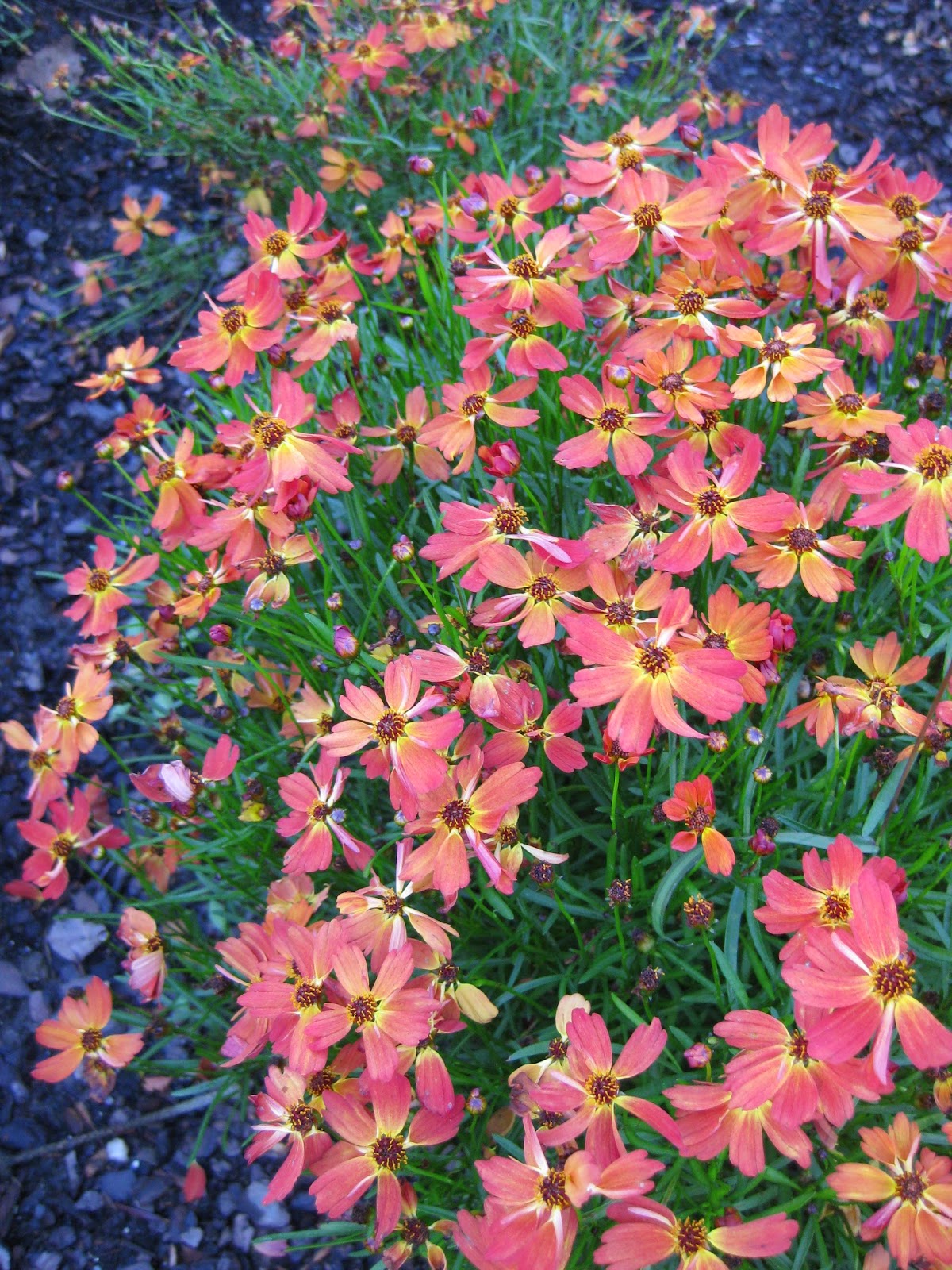 Rotary Botanical Gardens - Hort Blog: Of Tickseeds and HLS Takedown