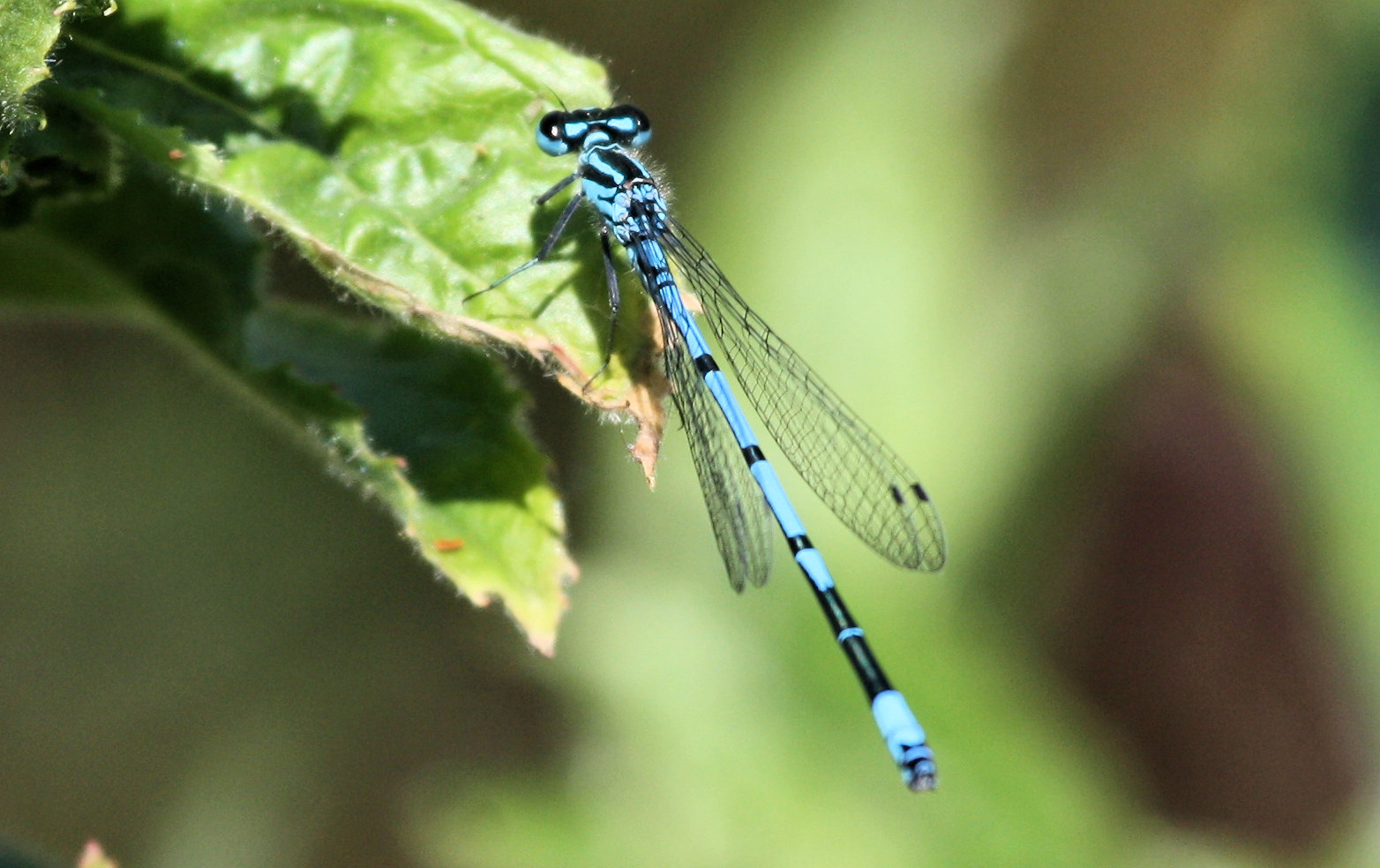 Cholsey Wildlife: Dragons & Butterflies