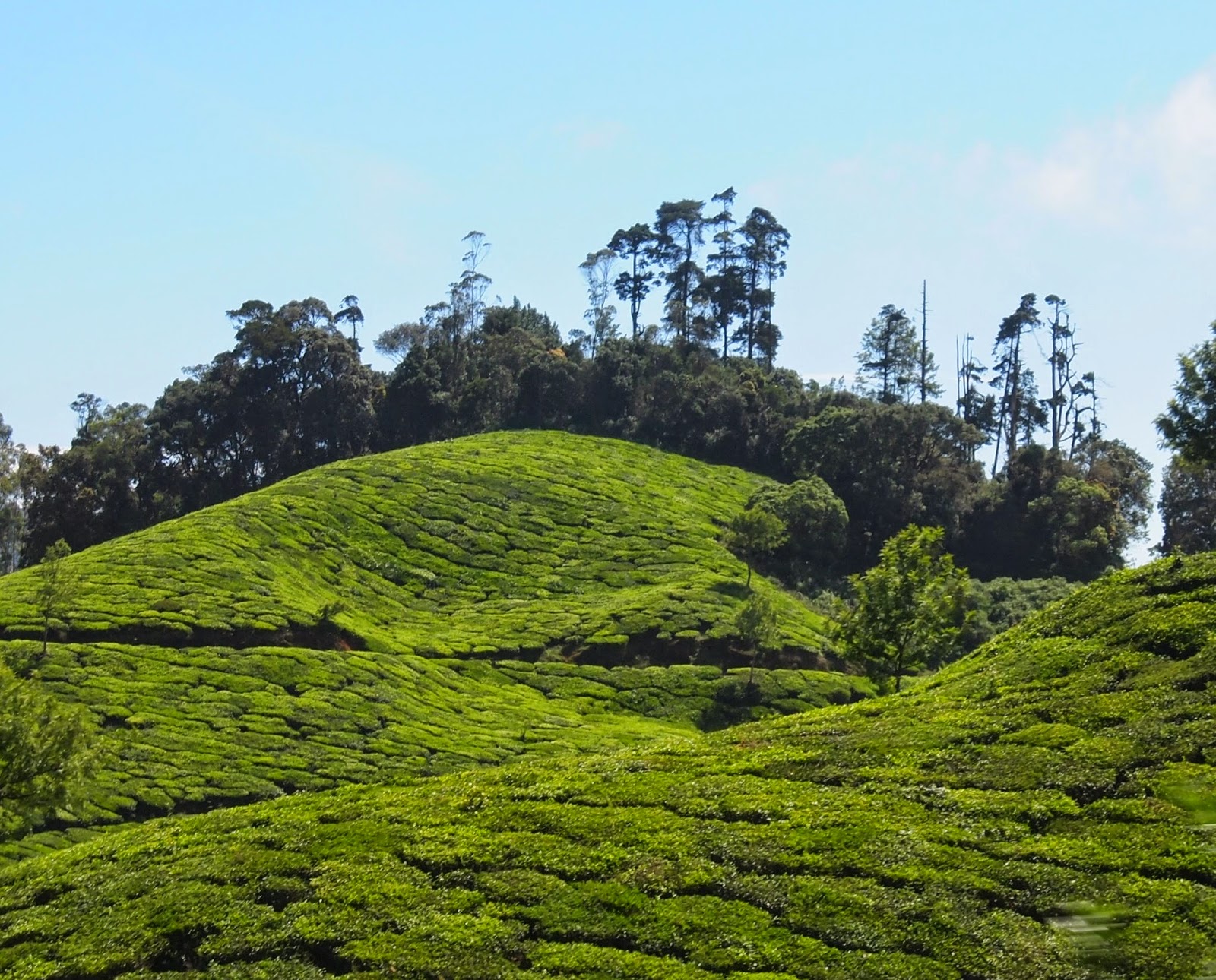 Balade à vélo: Inde Munnar