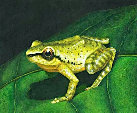 Una rana nos enseña sobre la vision - IDEAS ROBÓTICAS AVANZADAS