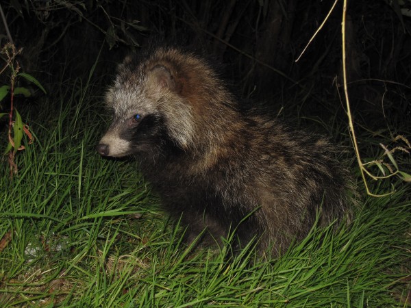 Delta Dunarii : Enot