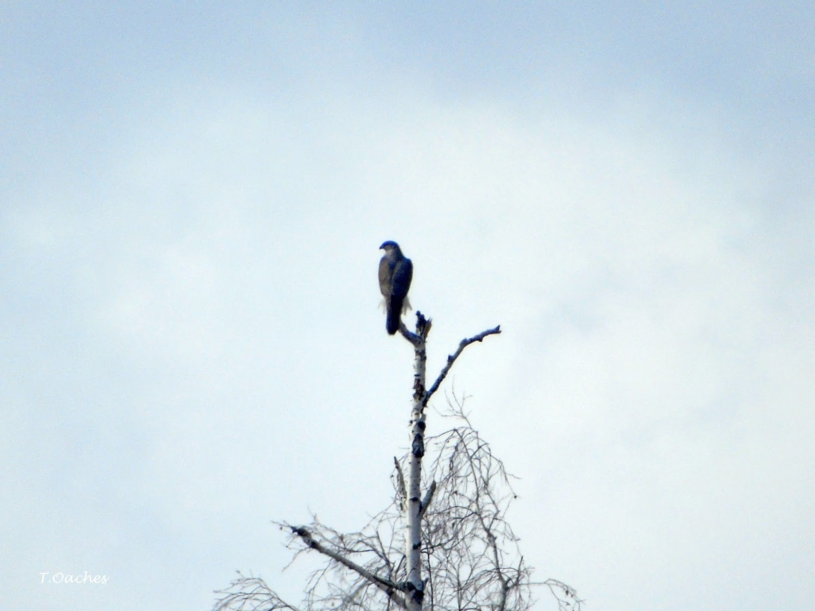 PASARI DIN ROMANIA: ULIU PORUMBAR (ULIUL GAINILOR), Accipiter gentilis