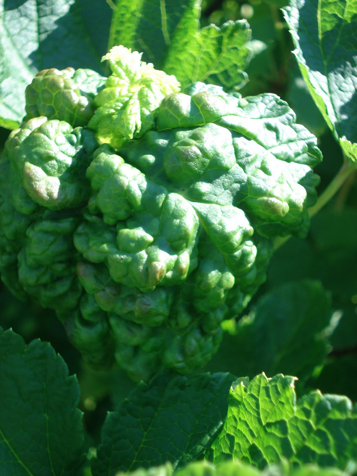 Villitystä Savonlinnan seudulla: Herne, retiisi, purjo, papu, salaatti ...