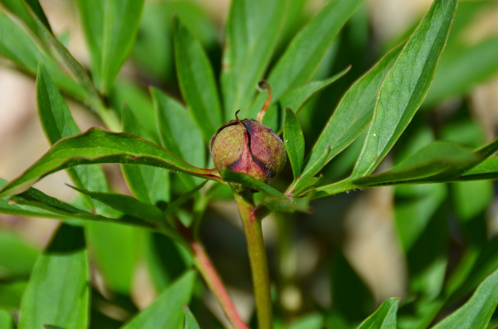 Southern Peony: 2015 Early Peonies Suffered Frozen Bud Blast