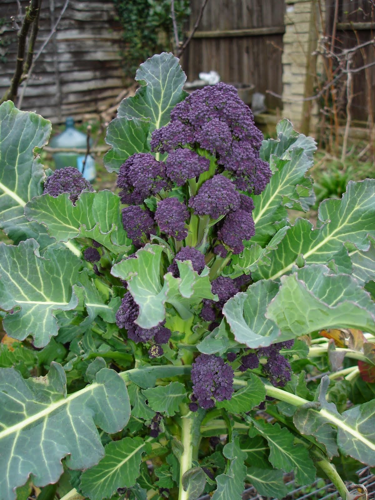 Brocolis Crespo Roxo Sprounting