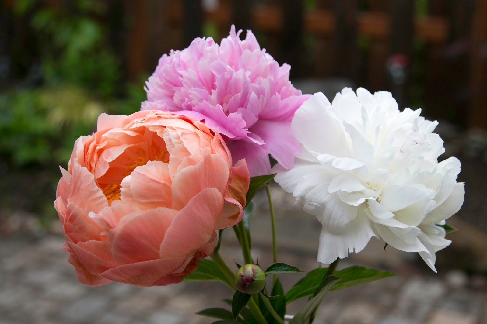 One Day, One Quote, One Photo.: Peonies, Portland, OR
