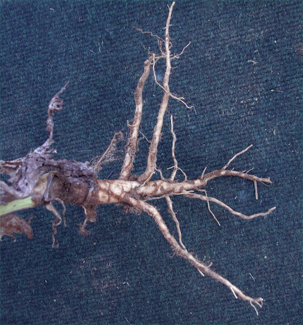 B&D Lilies Garden Blog: How to Plant Poppy Seeds - Easy Instructions.