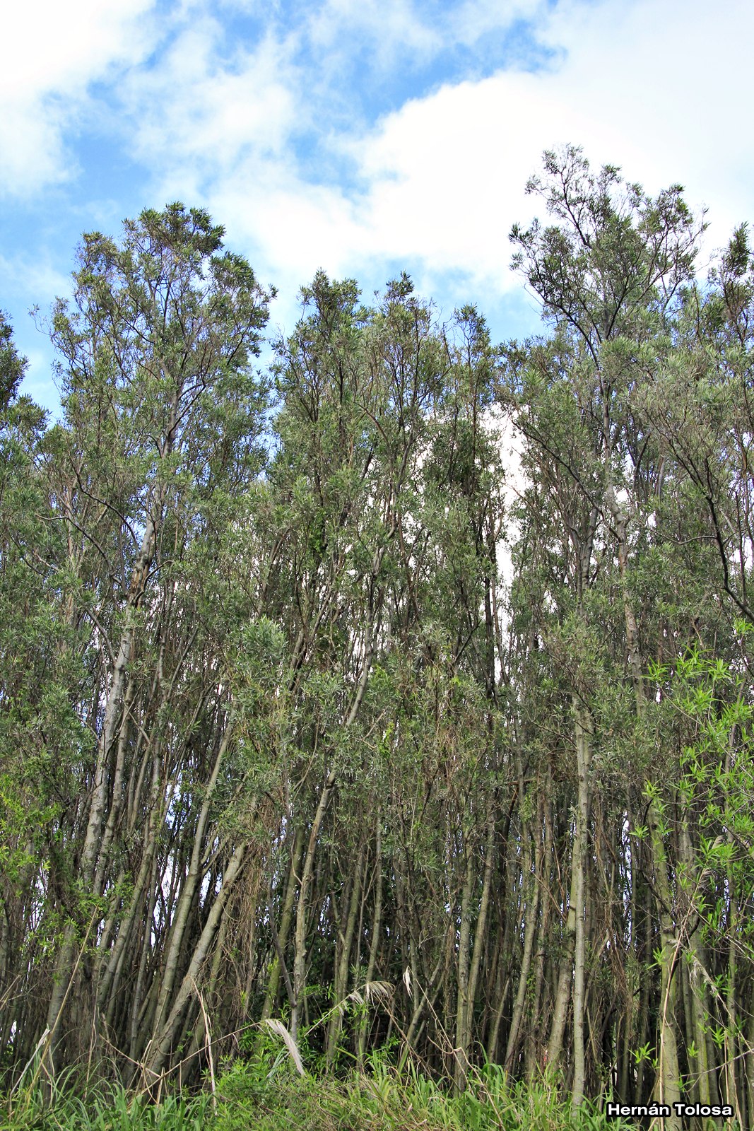 Flora Bonaerense: Aliso de río (Tessaria integrifolia)