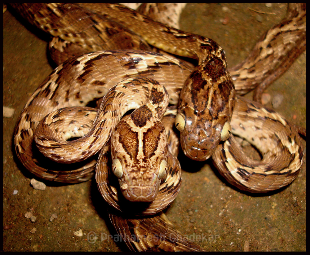 Prathamesh Ghadekar: The Common Cat Snake (Boiga trigonata) Mating.