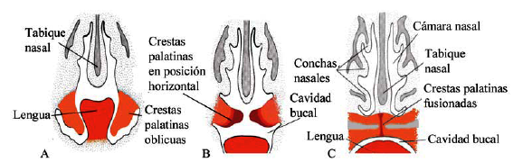 EMBRIOLOGIA ORAL: Embriología de la Cara
