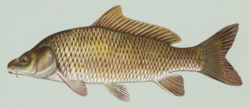 Ikan Air Tawar: Ikan mas, Ikan karper (Cyprinus carpio)