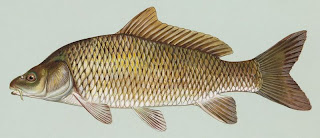 Ikan Air Tawar: Ikan mas, Ikan karper (Cyprinus carpio)