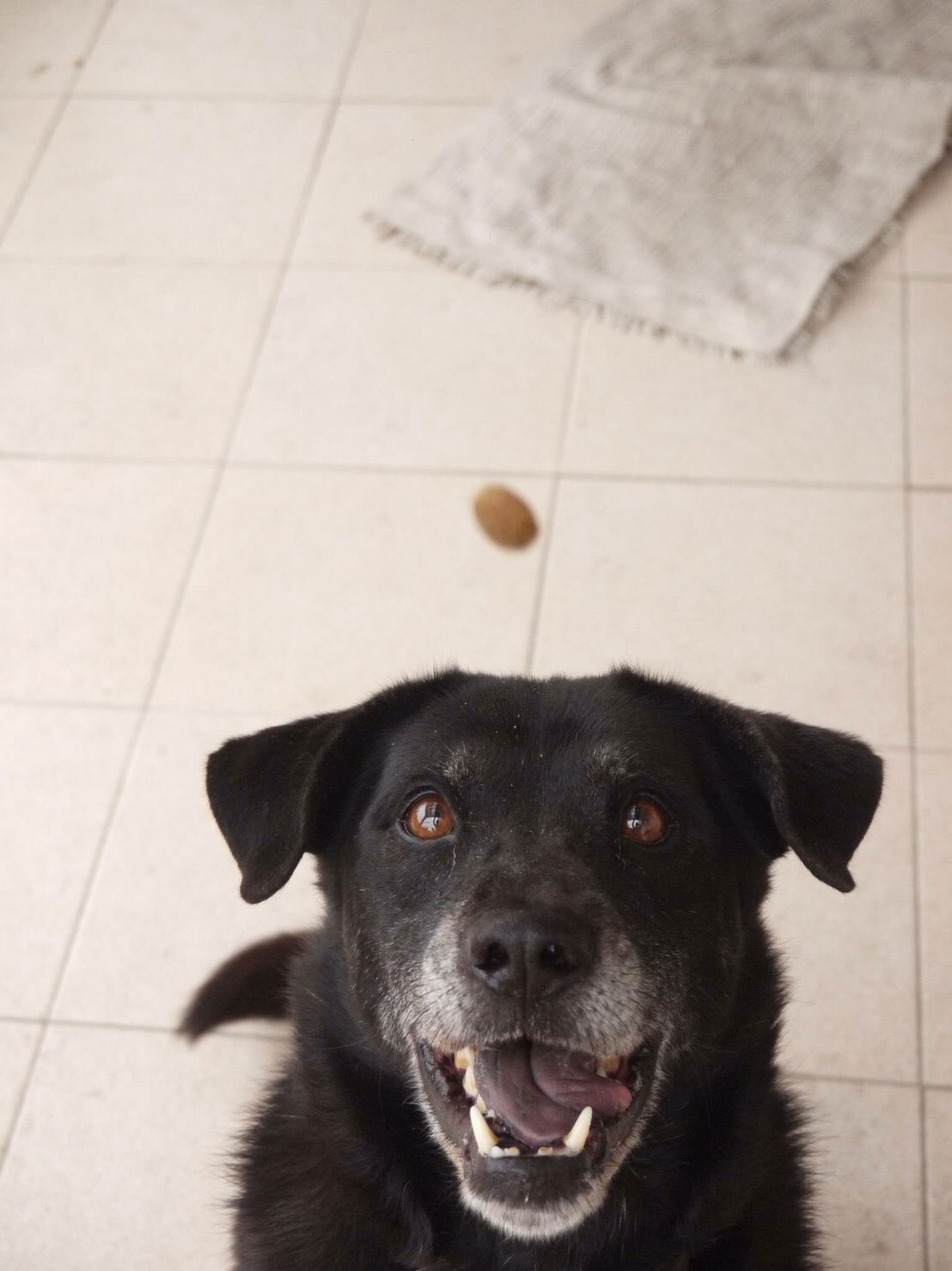 Happy Dogs: More Photos