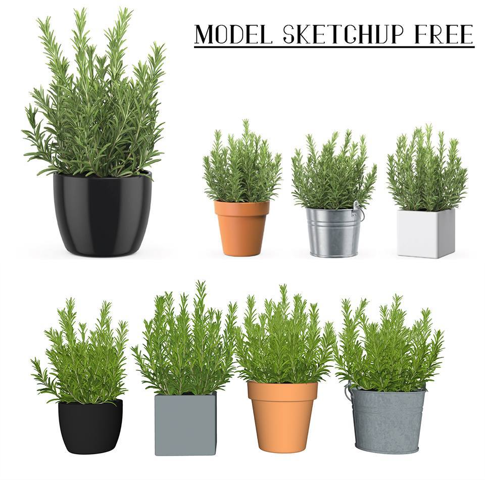 Sketchup 3D model : vegetation with pot