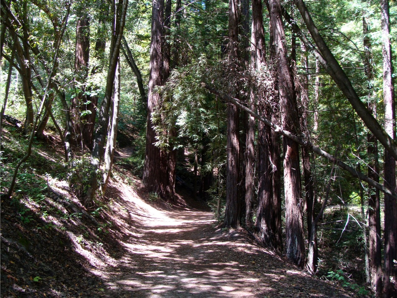 Oh, by the way...: Redwood Holiday