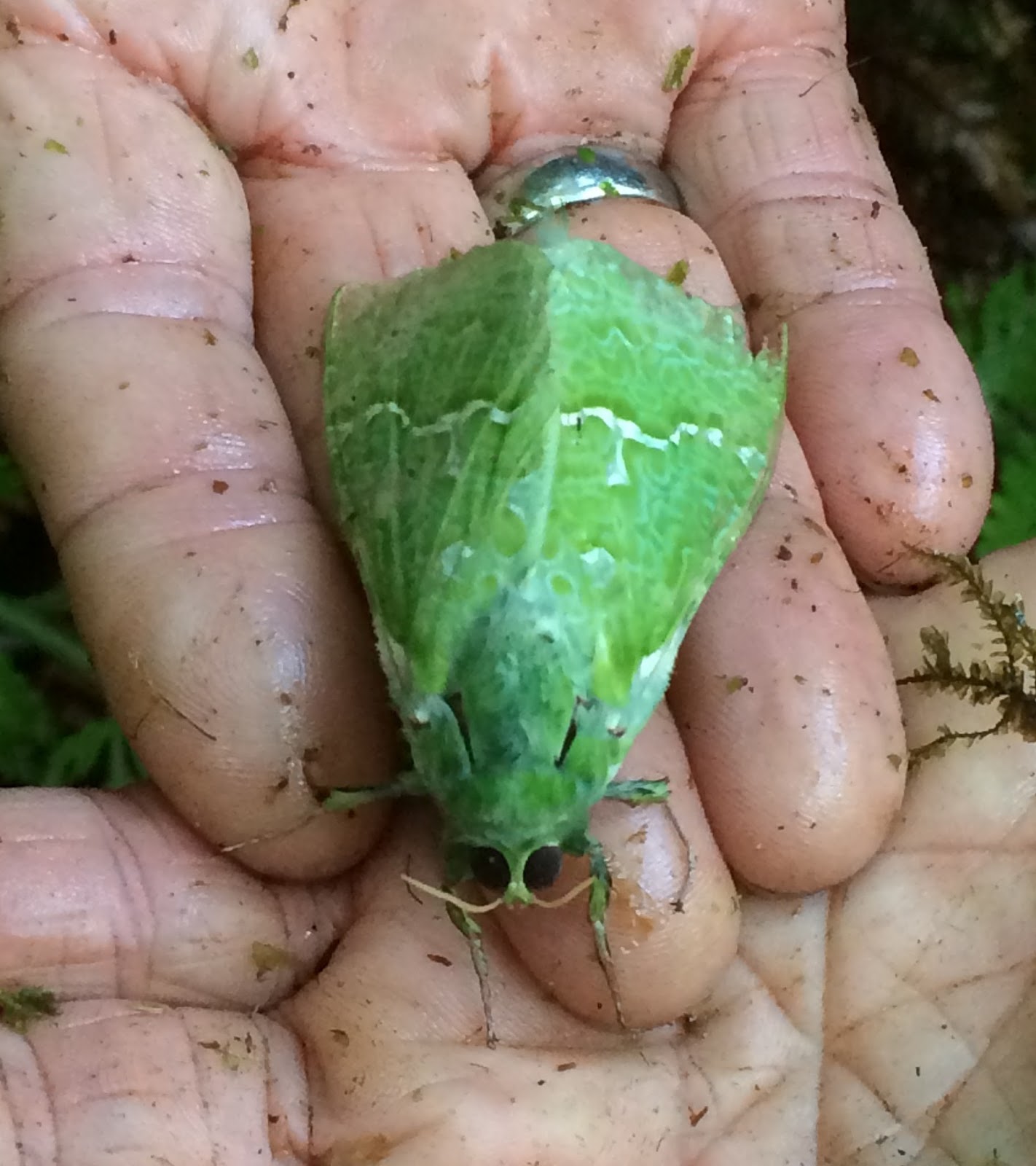 Explore and Discover Nature: Puriri Moths and Caterpillars - a secret ...